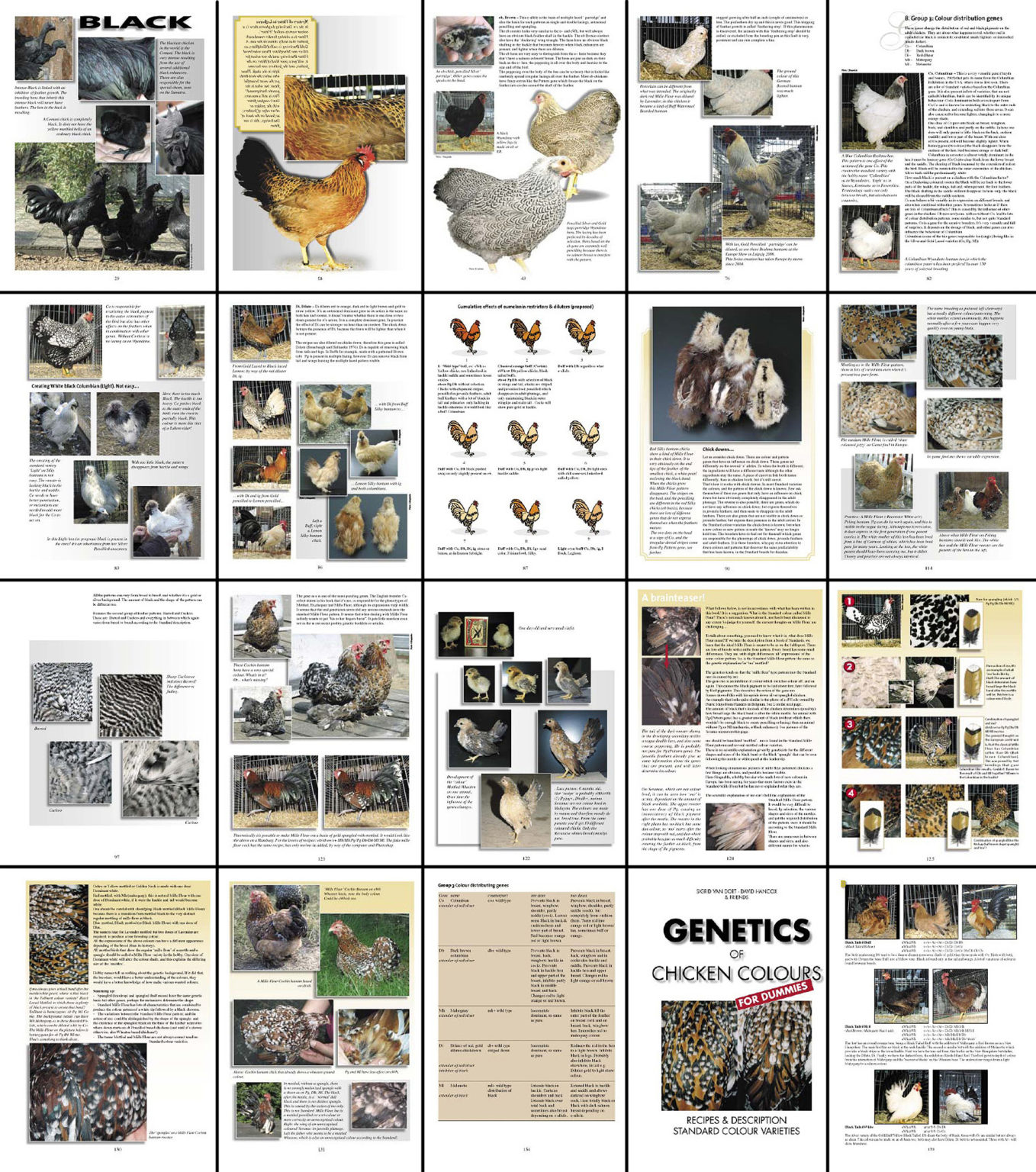 Genetics of Chicken Colours Softcover – CHICKENCOLOURS.com