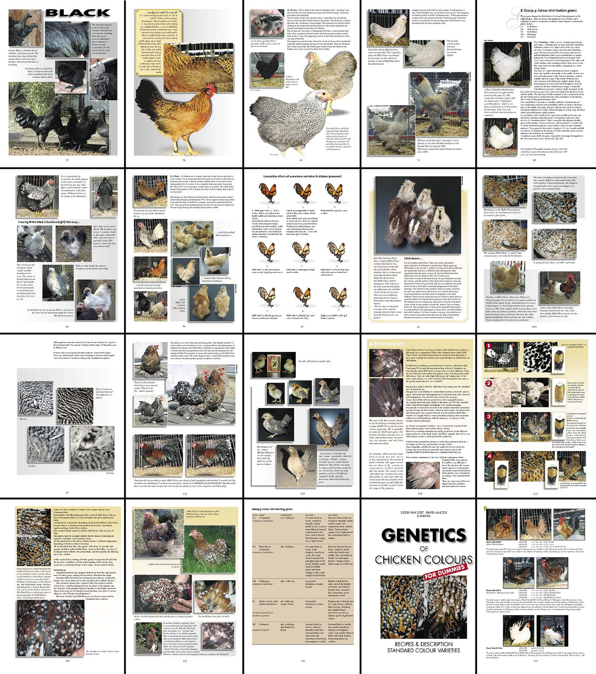Genetics of Chicken Colours book – CHICKENCOLOURS.com