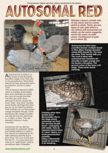 Articles-English – CHICKENCOLOURS.com